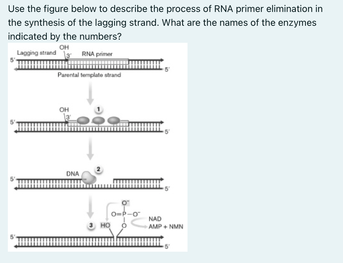 Solved Use the figure below to describe the process of RNA | Chegg.com