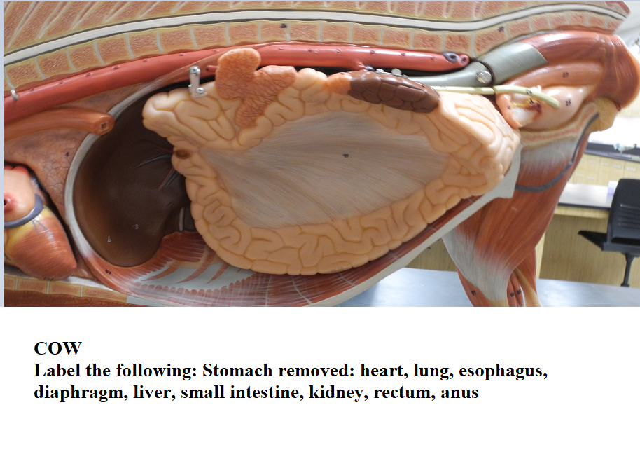 COW Label the following: Stomach removed: heart, | Chegg.com