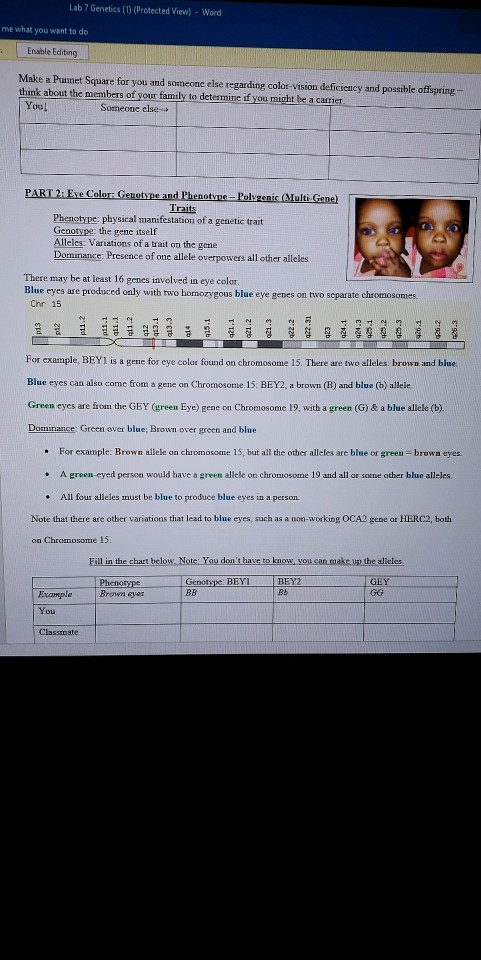 PART 2: Eye Color: Genotype and Phenotype Polygenic | Chegg.com