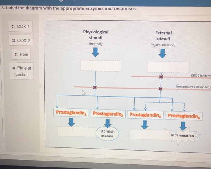 Solved 3. Label the diagram with the appropriate enzymes and | Chegg.com
