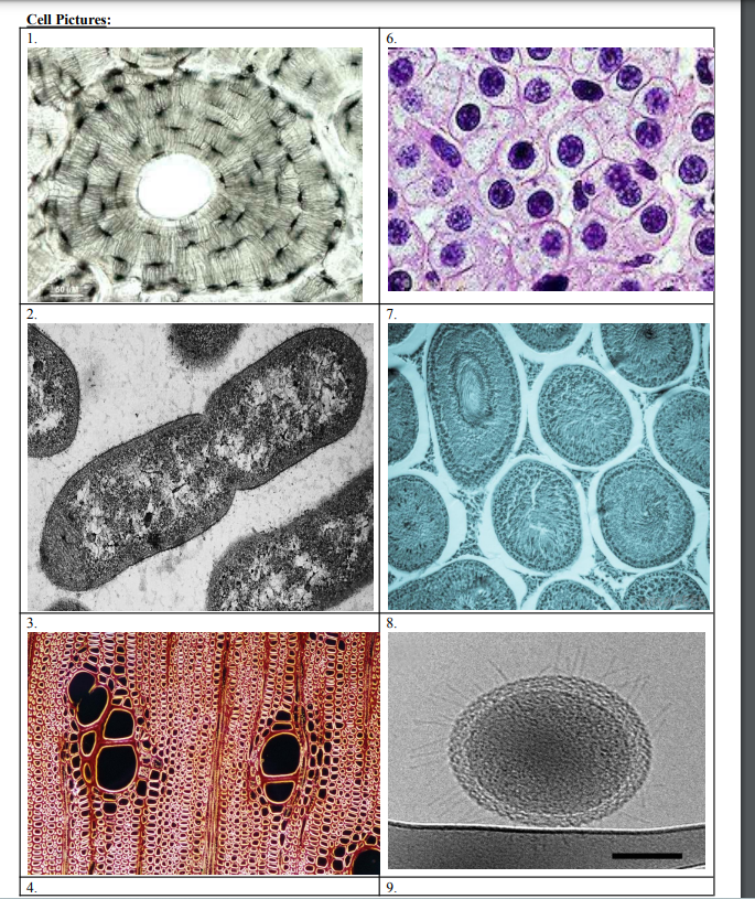Solved Part 1 Directions: - Look at the pictures of cells | Chegg.com