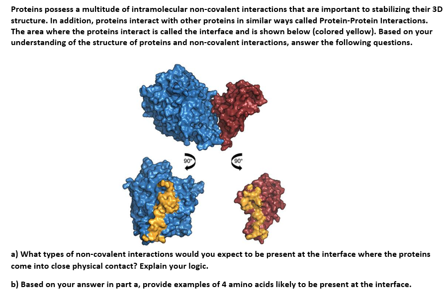 Solved Proteins possess a multitude of intramolecular | Chegg.com