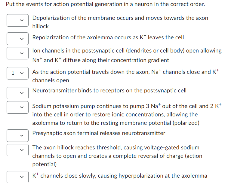 Solved the events for action potential generation in a | Chegg.com