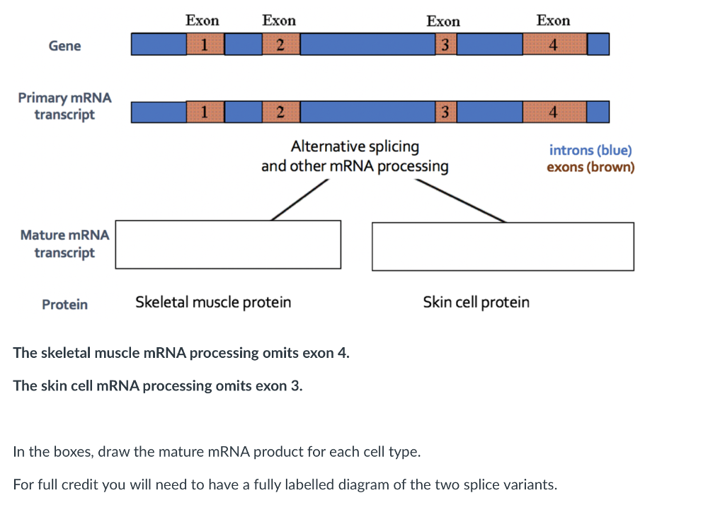 Solved Exon Exon Exon Exon Gene 2 4 Primary mRNA transcript | Chegg.com