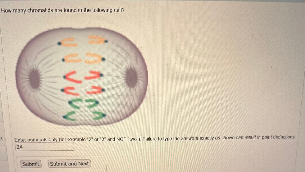 Solved How many chromatids are found in the following cell? | Chegg.com