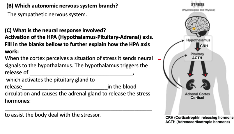 Hypothalamus Autonomic Control By