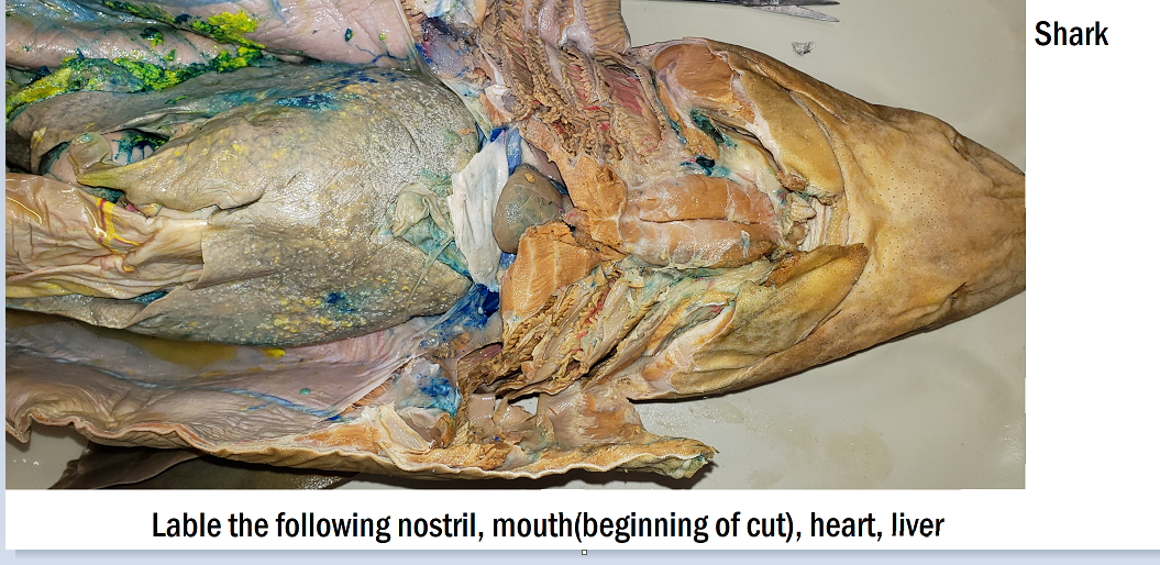 Solved Shark Lable the following nostril, mouth(beginning of | Chegg.com