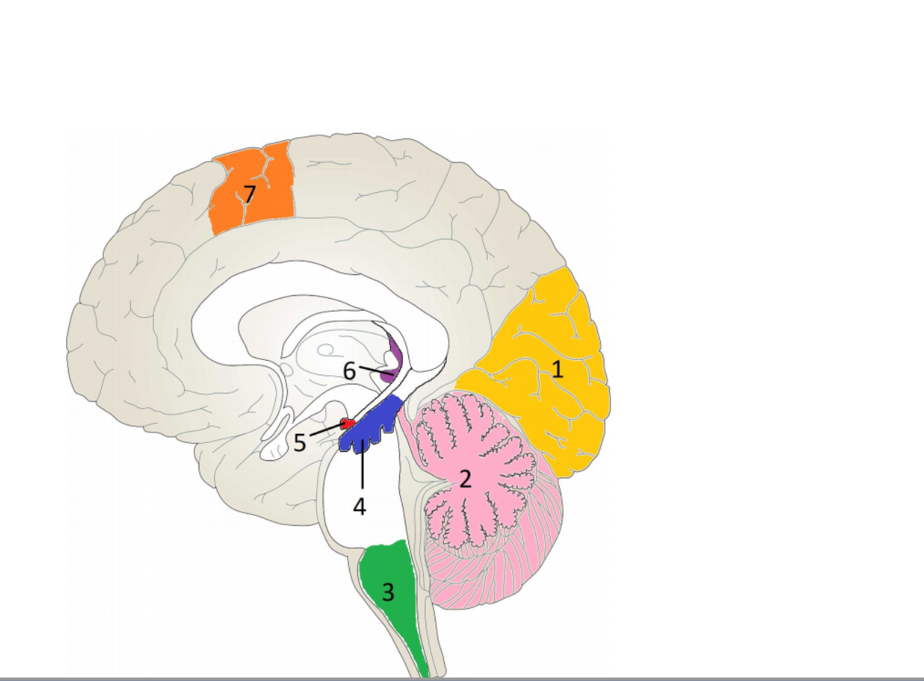 Solved Match the parts of the brain, # 1-7 to the diagram. | Chegg.com