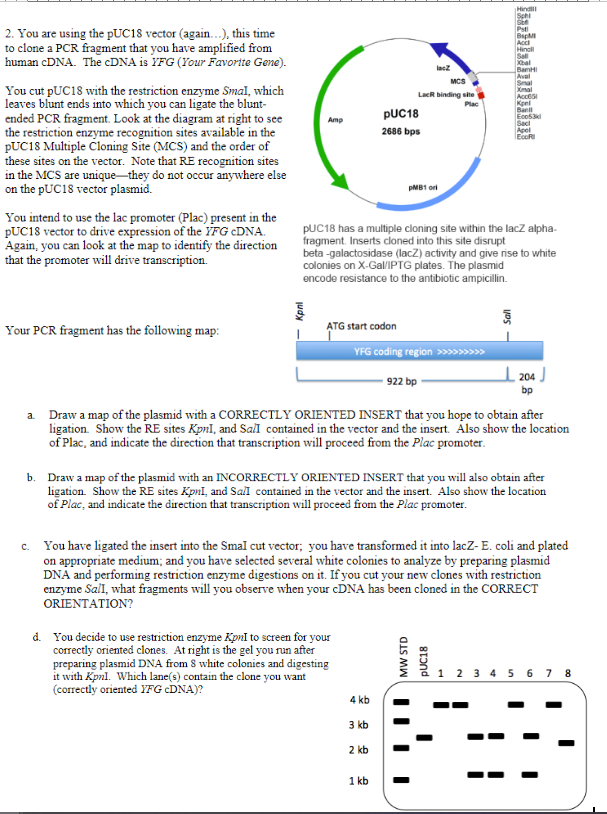 Solved 2. You are using the pUC18 vector (again...), this | Chegg.com