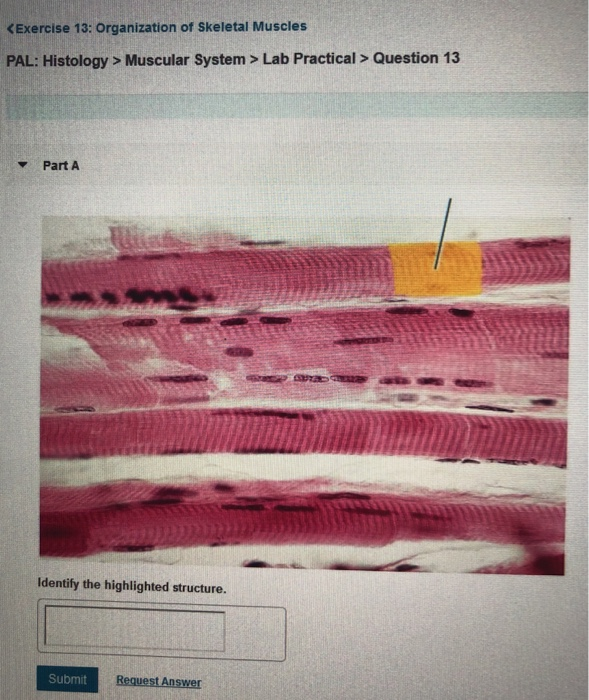 Solved KExercise 13: Organization of Skeletal Muscles PAL: | Chegg.com