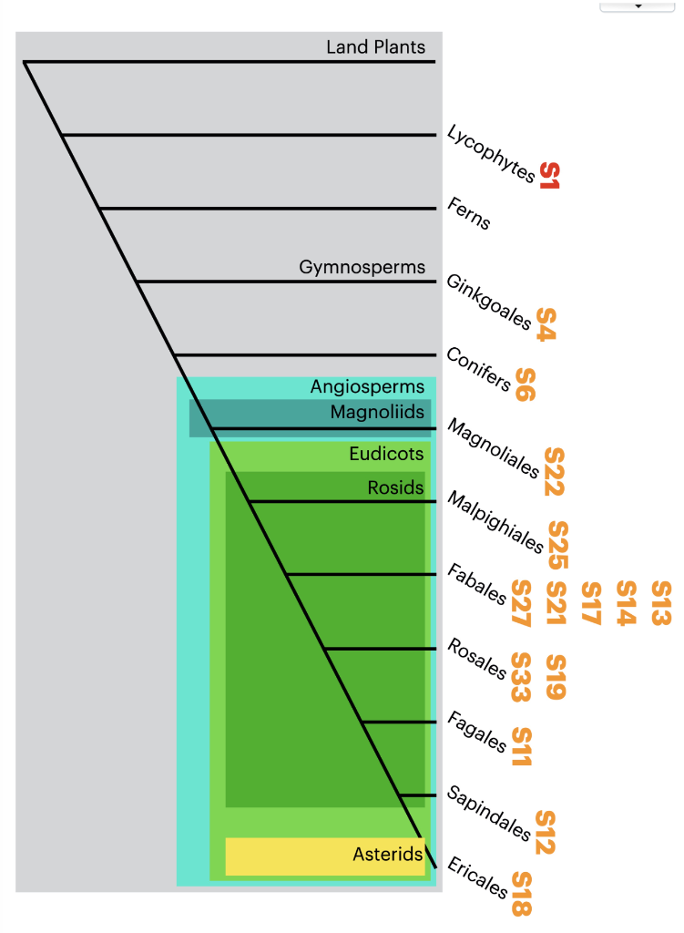 Solved Draw a phylogenetic tree using character state table | Chegg.com