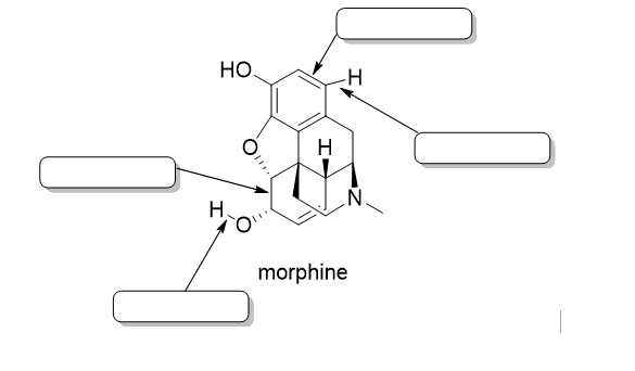 Solved Below is the structure of the structure of morphine. | Chegg.com