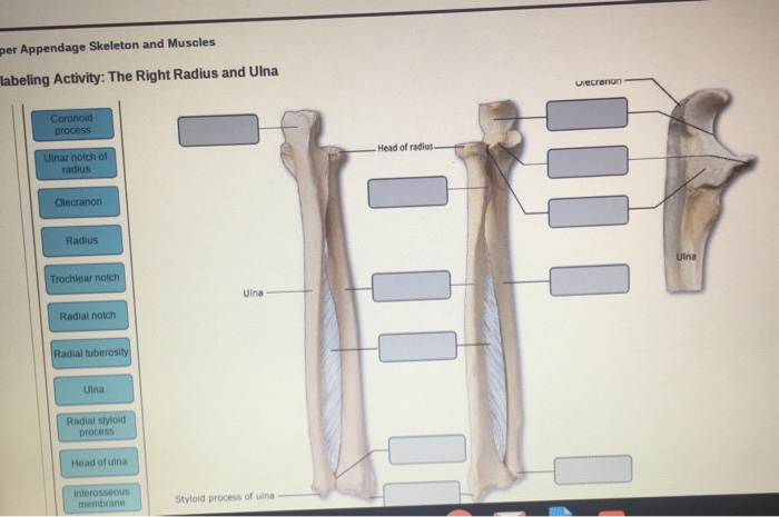 Solved per Appendage Skeleton and Muscles labeling Activity: | Chegg.com
