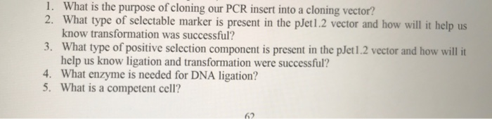 Solved What is the purpose of cloning our PCR insert into a | Chegg.com