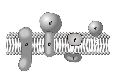 Solved on the diagram shown at right, label whether each | Chegg.com