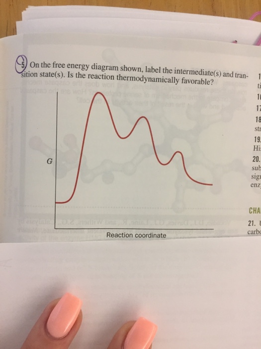 Solved On the free energy diagram shown, label the | Chegg.com