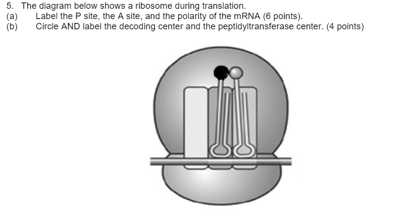 Solved 5. The diagram below shows a ribosome during | Chegg.com