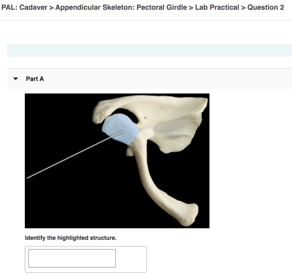 Solved PAL: Cadaver > Appendicular Skeleton: Pectoral Girdle | Chegg.com
