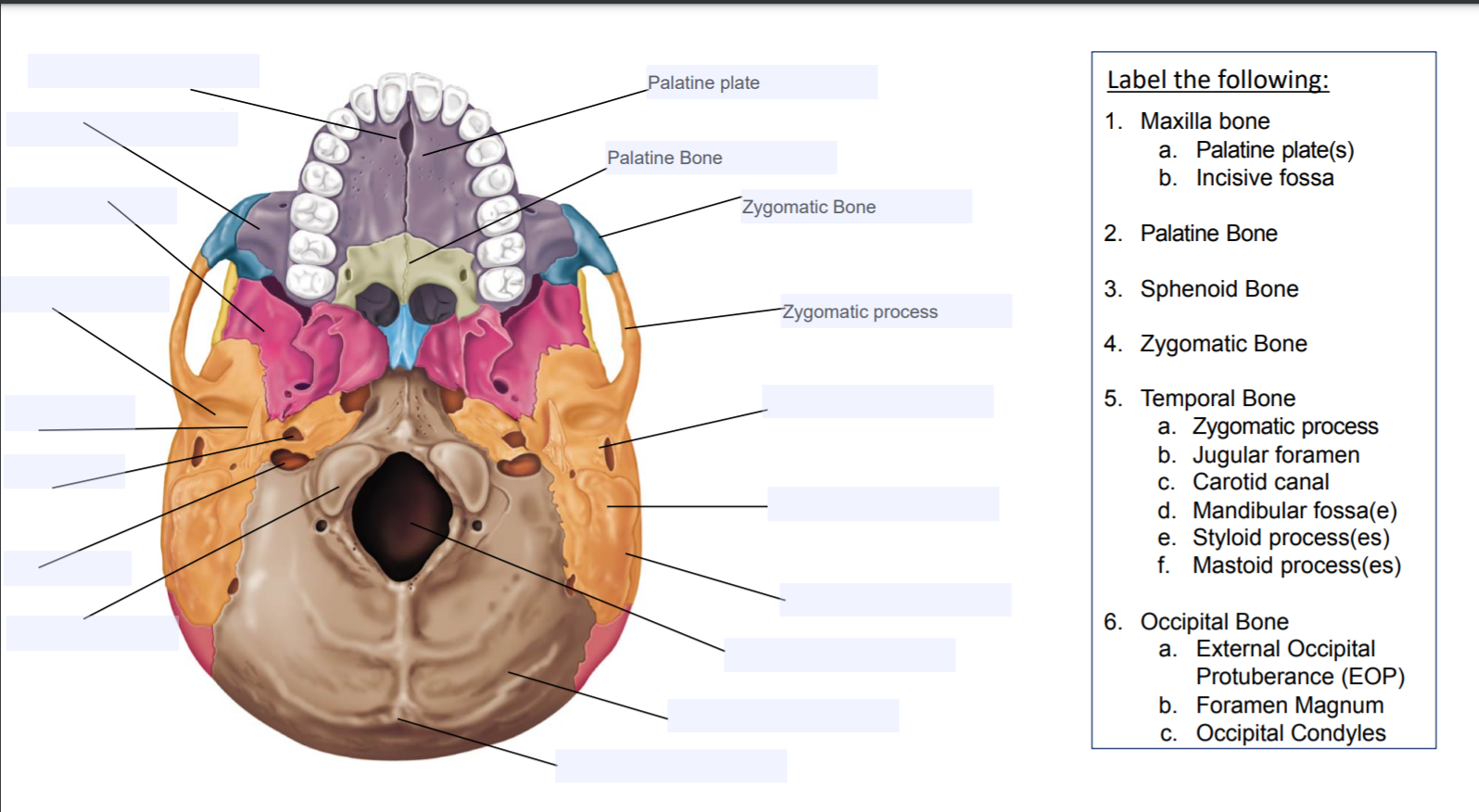 Incisive Fossa Of Maxilla