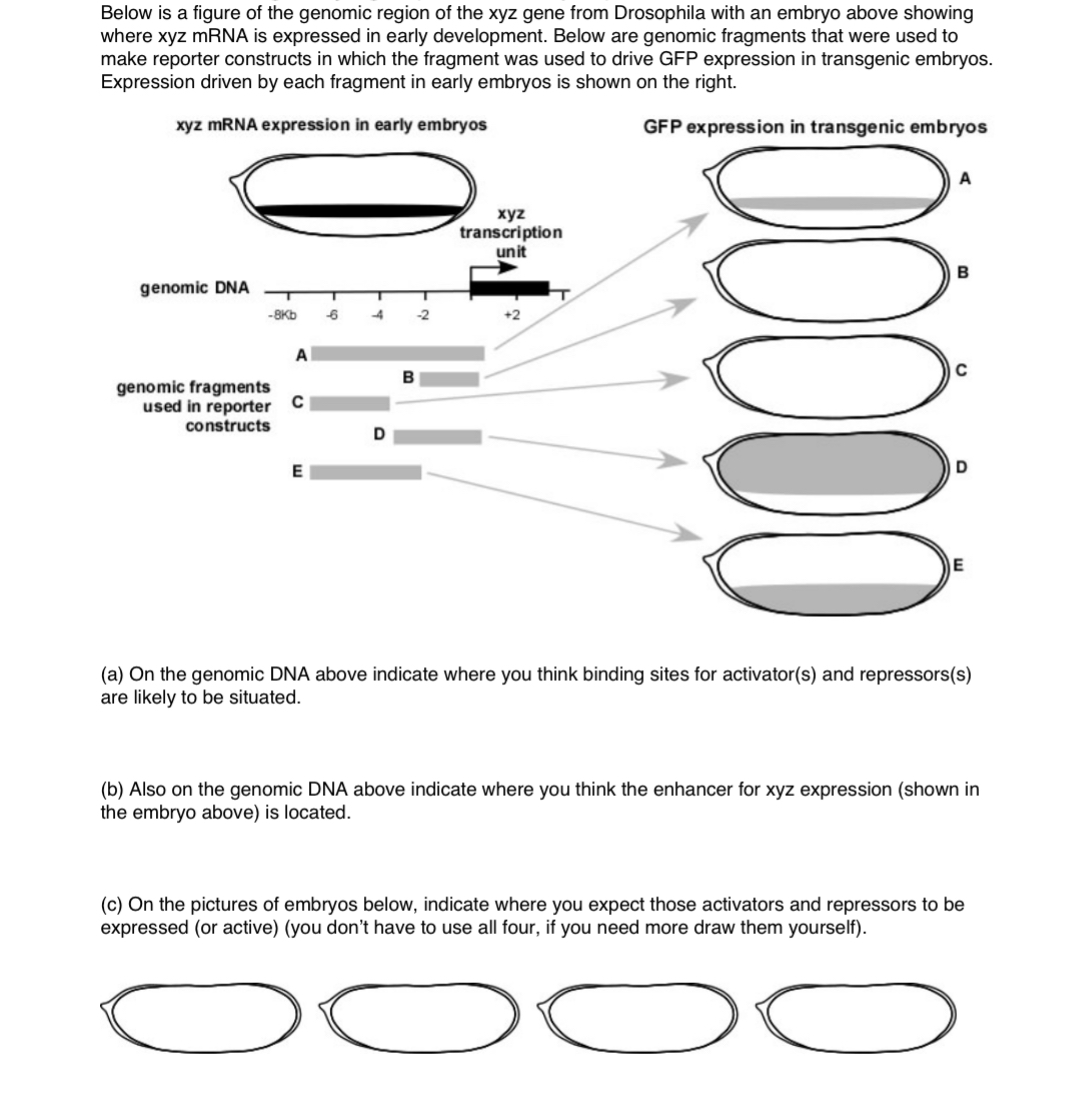 Solved Below is a figure of the genomic region of the xyz | Chegg.com