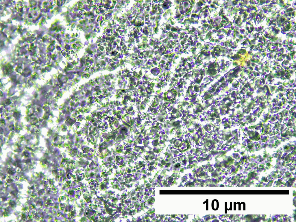 Solved This is a 400x magnification of a plant's top layer. | Chegg.com
