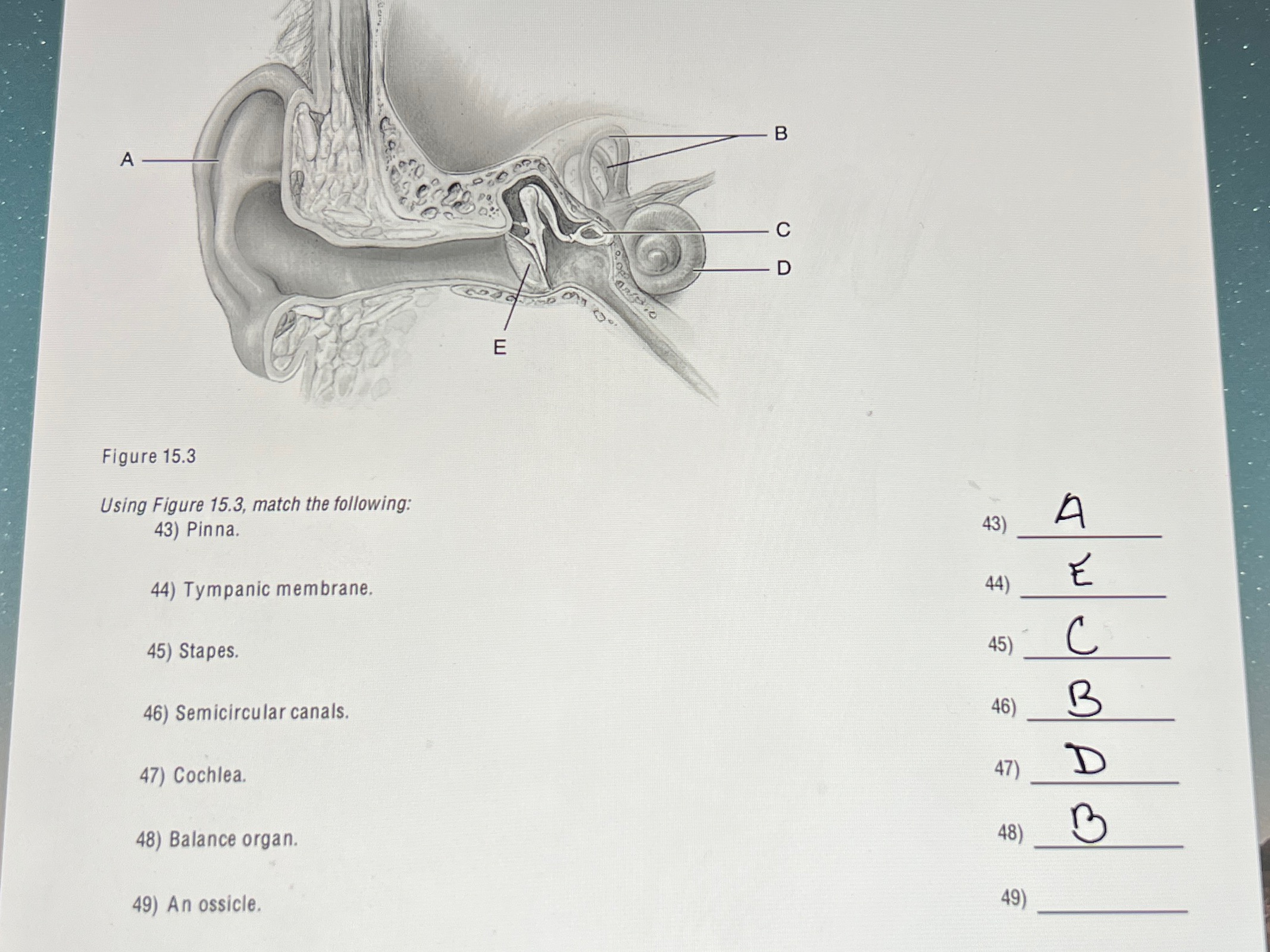 Figure 15.3 Using Figure 15.3, match the following: | Chegg.com