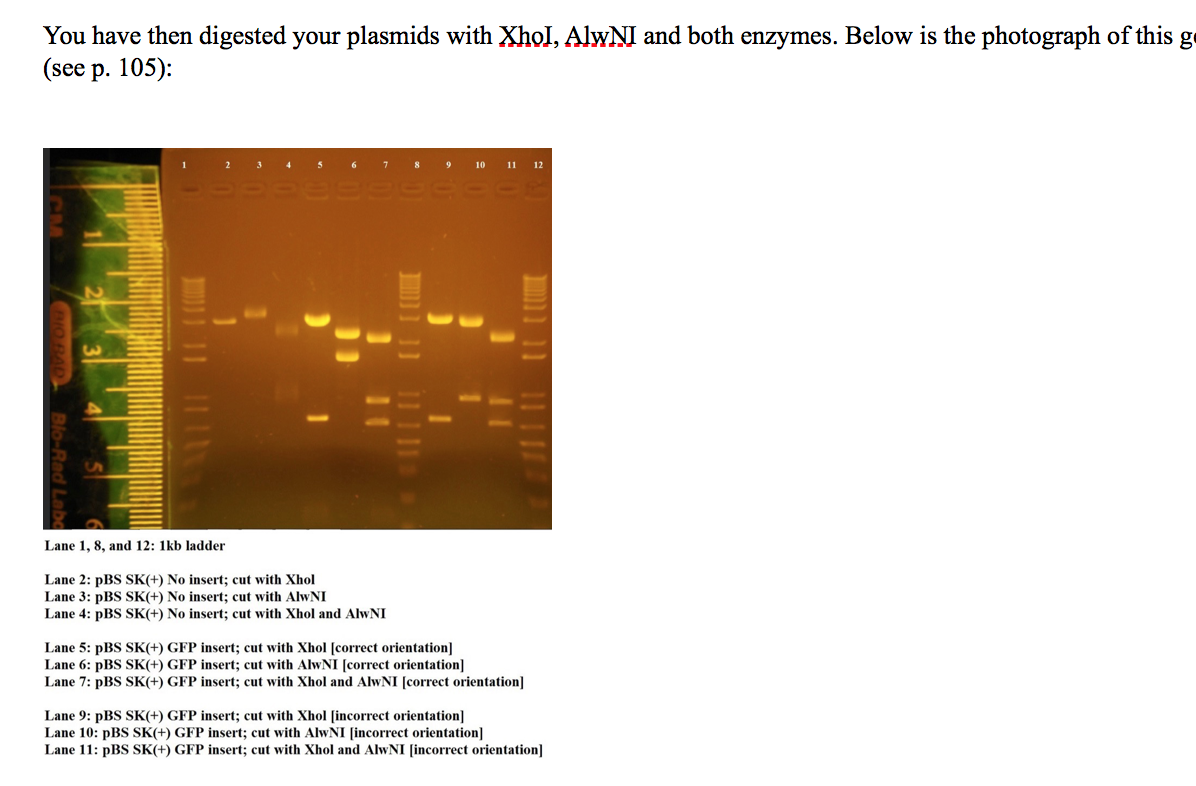 You have then digested your plasmids with Xhol, AlwNI | Chegg.com