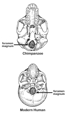 Solved Compare the position of the foramen magnum in the 3D | Chegg.com