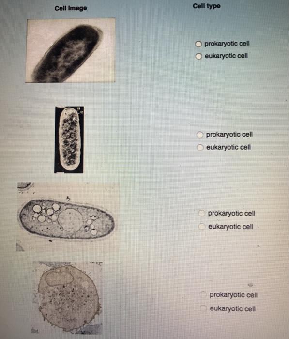 Solved For each of the following images of cells, identify | Chegg.com