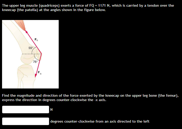 Solved The upper leg muscle (quadriceps) exerts a force of | Chegg.com