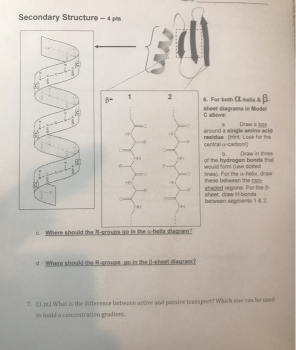 Solved Secondary Structure 4 pts β- 2 6. For both α-helix & | Chegg.com