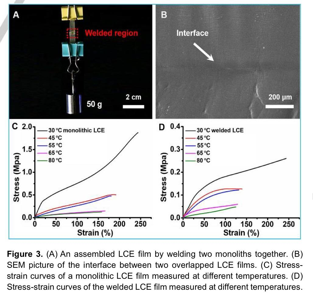Figure 3. (A) An assembled LCE film by welding two | Chegg.com