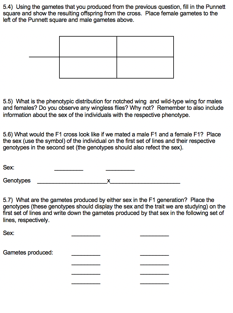 Solved 5) Epistatic cross: In this cross there are two genes | Chegg.com