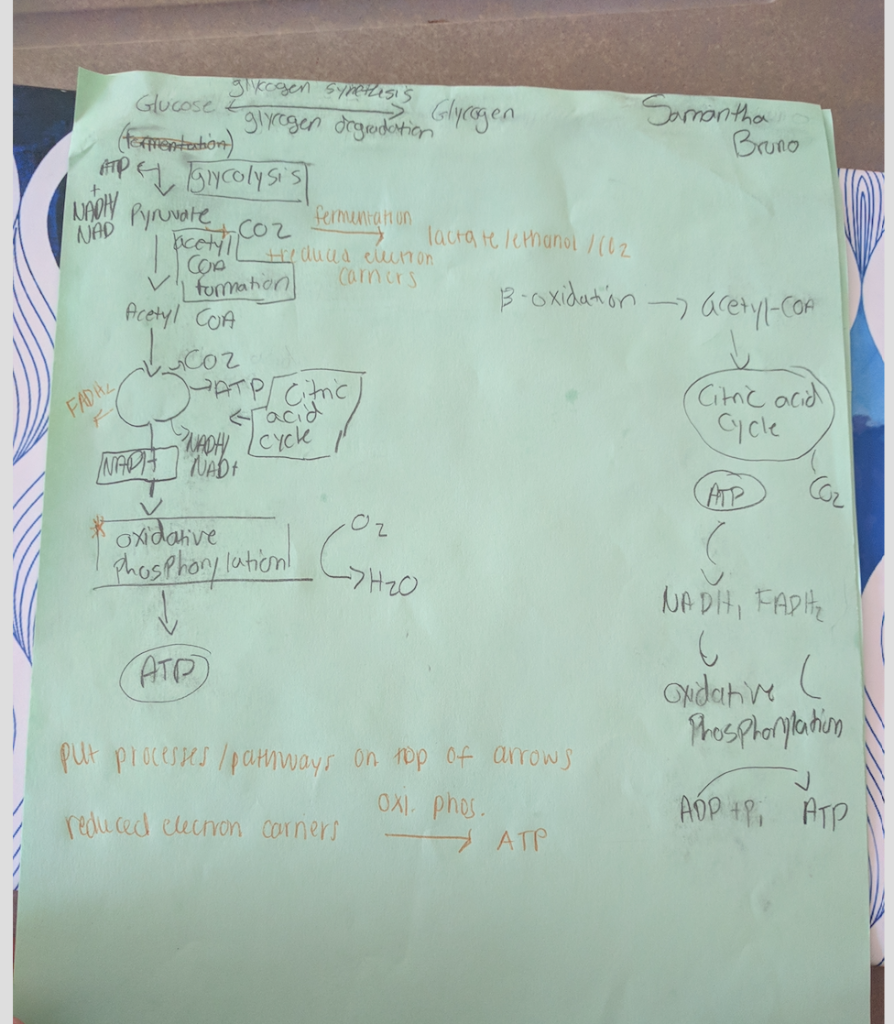 Biochemical pathway diagram info and terms. Create a | Chegg.com