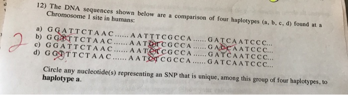 Solved 12) The DNA sequences shown below are a comparison of | Chegg.com