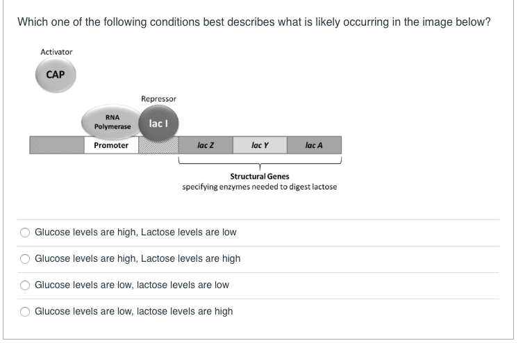 Solved Activator CAP Repressor laci RNA Polymerase Promoter | Chegg.com