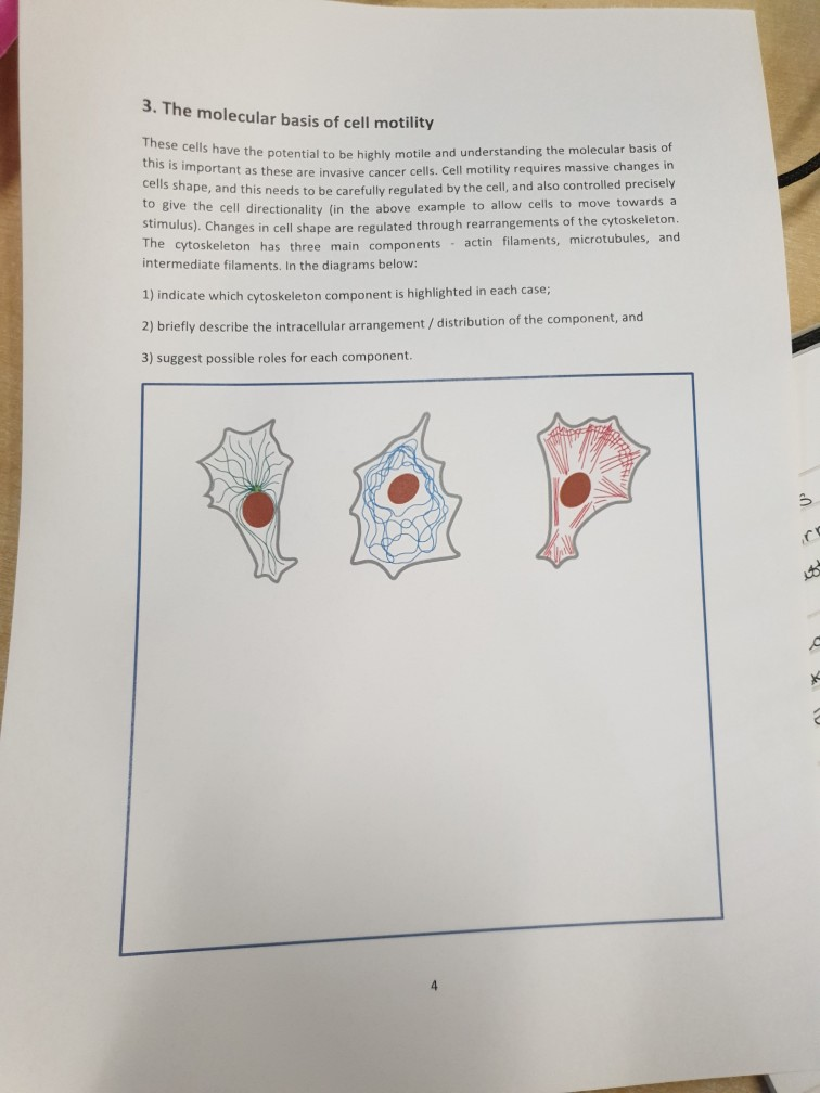 Solved 3. The molecular basis of cell motility These cells | Chegg.com