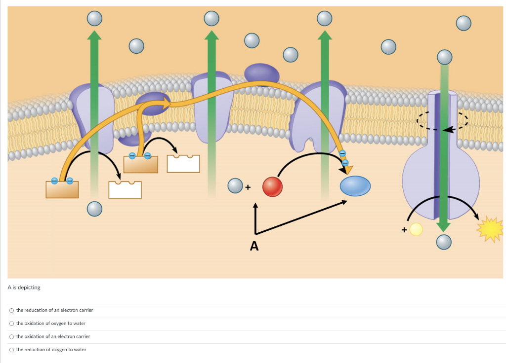 Solved A is depicting the reduction of oxygen the oxidation | Chegg.com