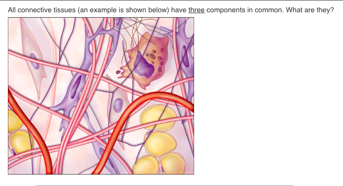 Solved All connective tissues (an example is shown below) | Chegg.com