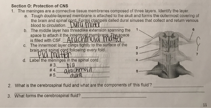 Solved Section O: Protection of CNS 1. The meninges are a | Chegg.com