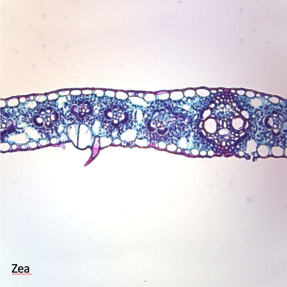 Solved Were the Syringa vulgaris Leaf and the Zea | Chegg.com