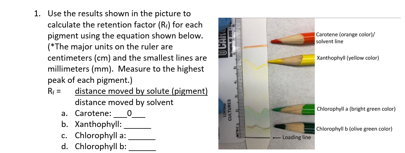 Solved JCAR Carotene (orange color)/ solvent line | Chegg.com