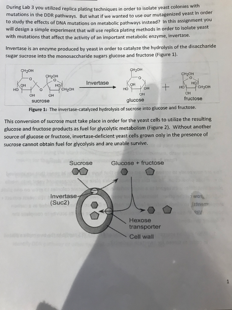 Solved During Lab 3 you utilized replica plating techniques | Chegg.com