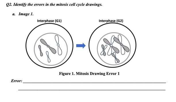 Solved Q2. Identify the errors in the mitosis cell cycle | Chegg.com