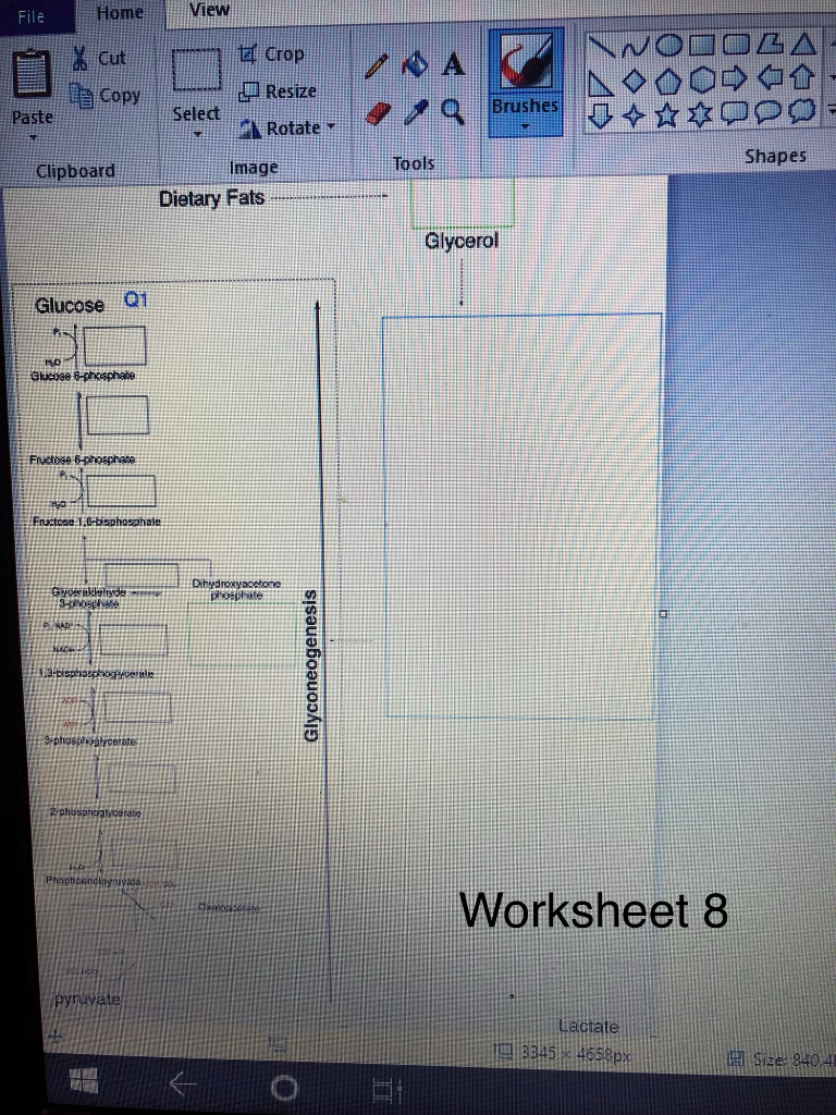 Lab 4: Pathway Building – Glycolysis Theory based | Chegg.com