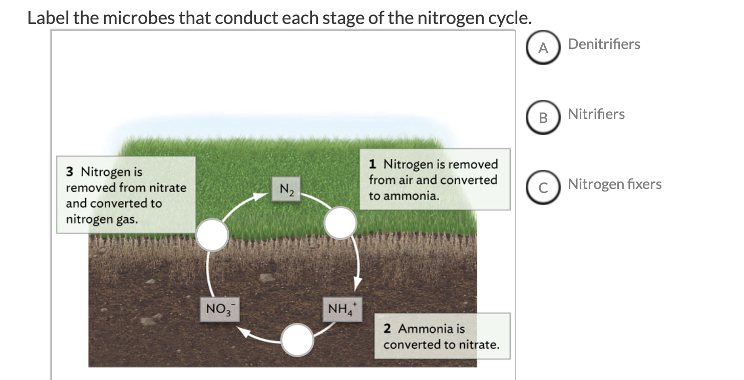 Nitrogen Cycle Diagram To Label