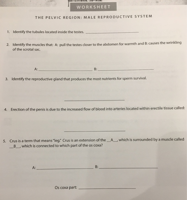 Solved WORKSHEET THE PELVIC REGION: MALE REPRODUCTIVE SYSTEM | Chegg.com