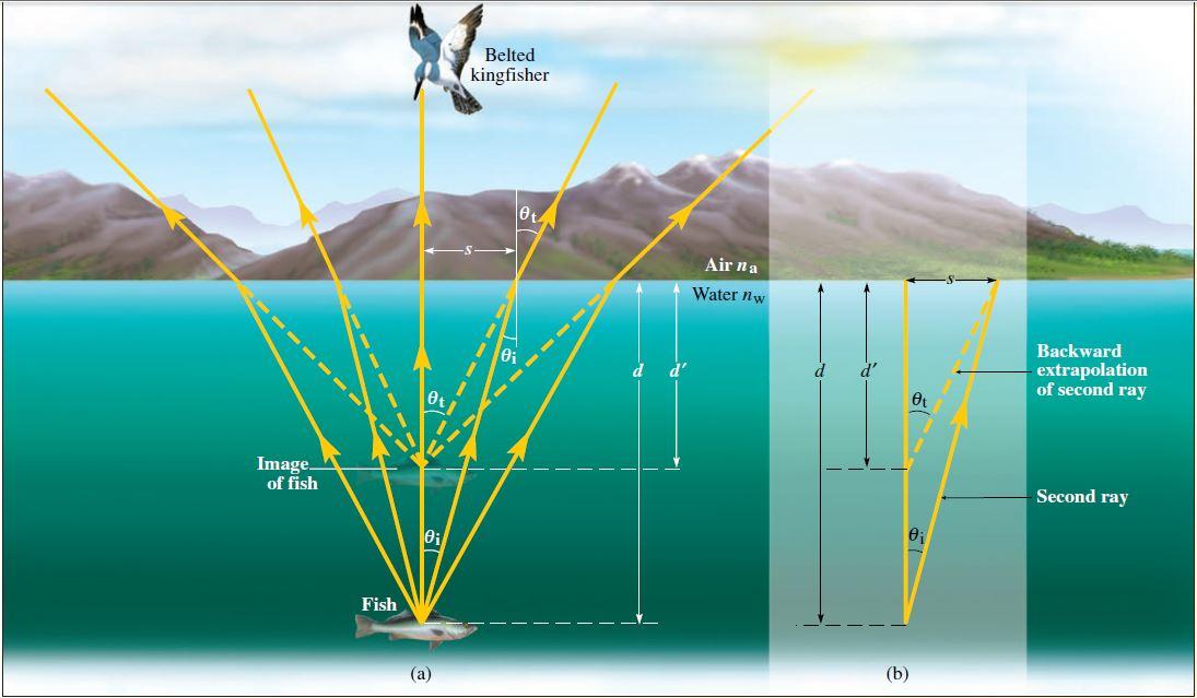 Solved A small fish is at a depth "d" below the surface of a | Chegg.com