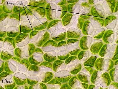 Ulva Microscope Slide