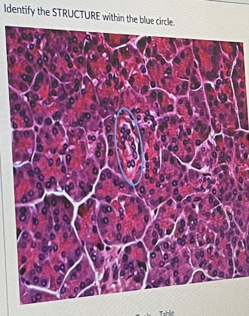 Identify the TISSUE LAYER indicated by the pointer. | Chegg.com